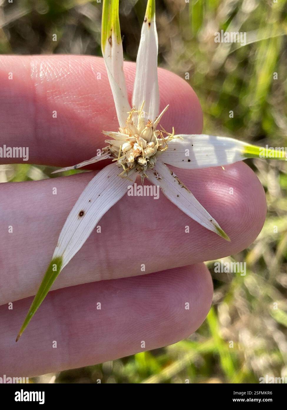 whitetop sedge (Rhynchospora colorata), Plantae, Broward College South ...
