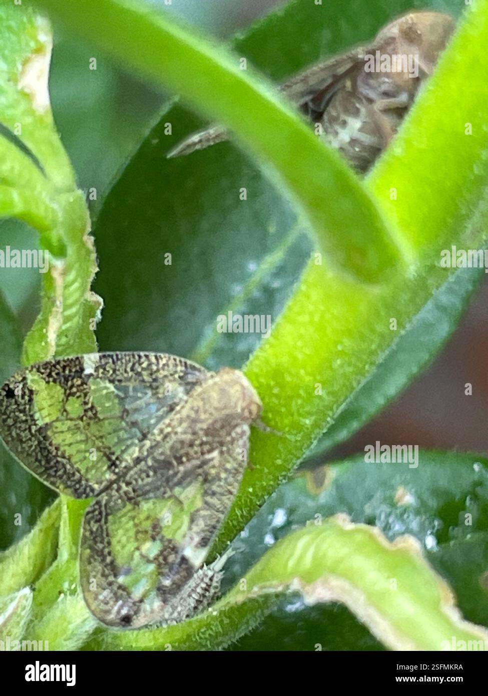 Passionvine hopper (Scolypopa australis), Insecta, Victoria, AU Stock ...