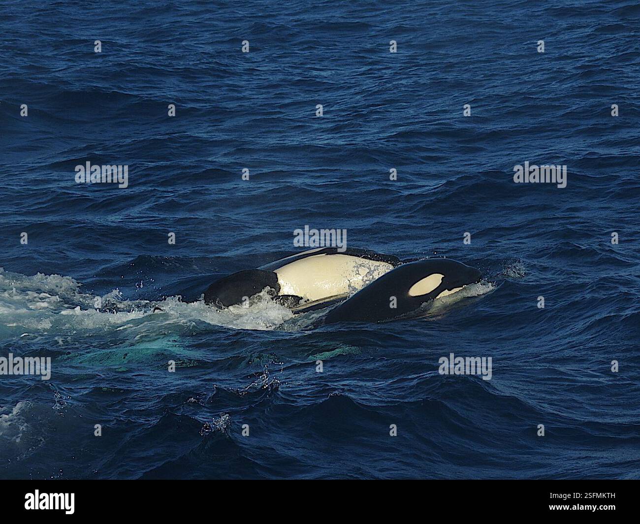 Orca (Orcinus orca), Mammalia, Bremer Bay WA 6338, Australia Stock ...