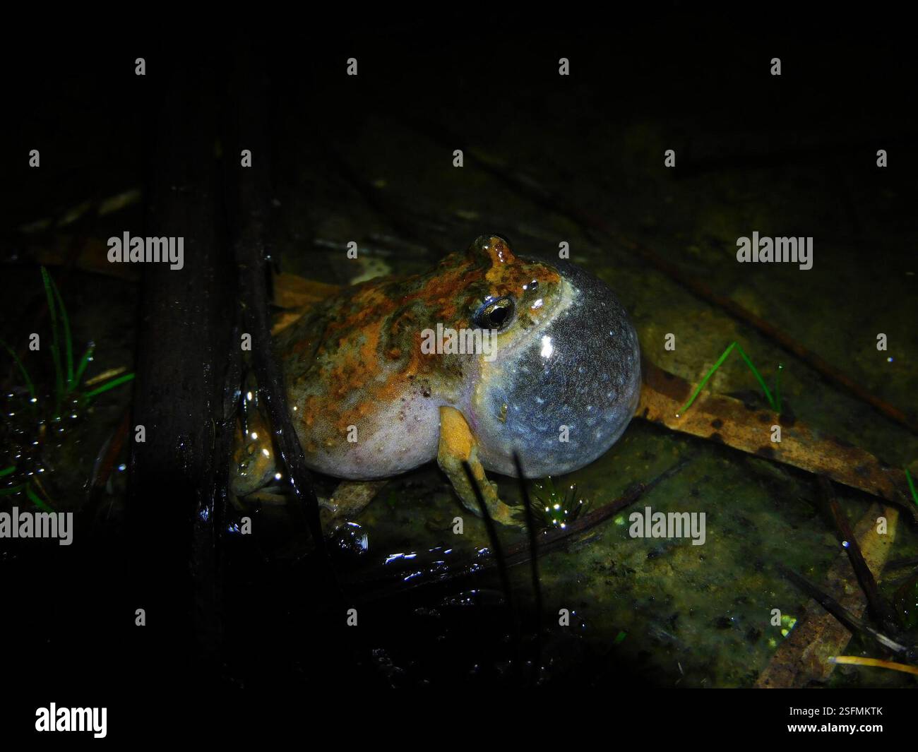 Common Eastern Froglet (Crinia signifera), Amphibia, Hobart TAS ...