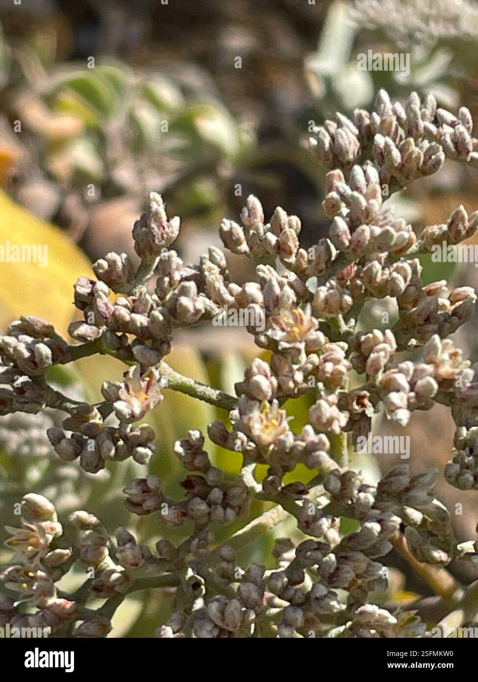 (Polycarpaea gayi), Plantae, Santo Antão, Cape Verde, CV Stock Photo ...