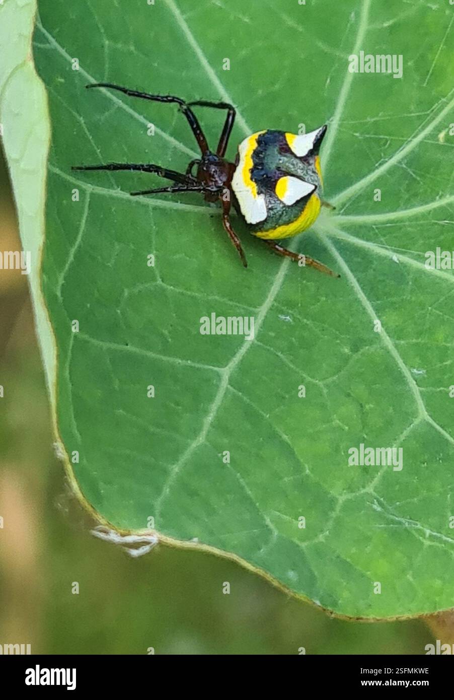 Two-spined spider (Poecilopachys australasia), Arachnida, Waiheke ...
