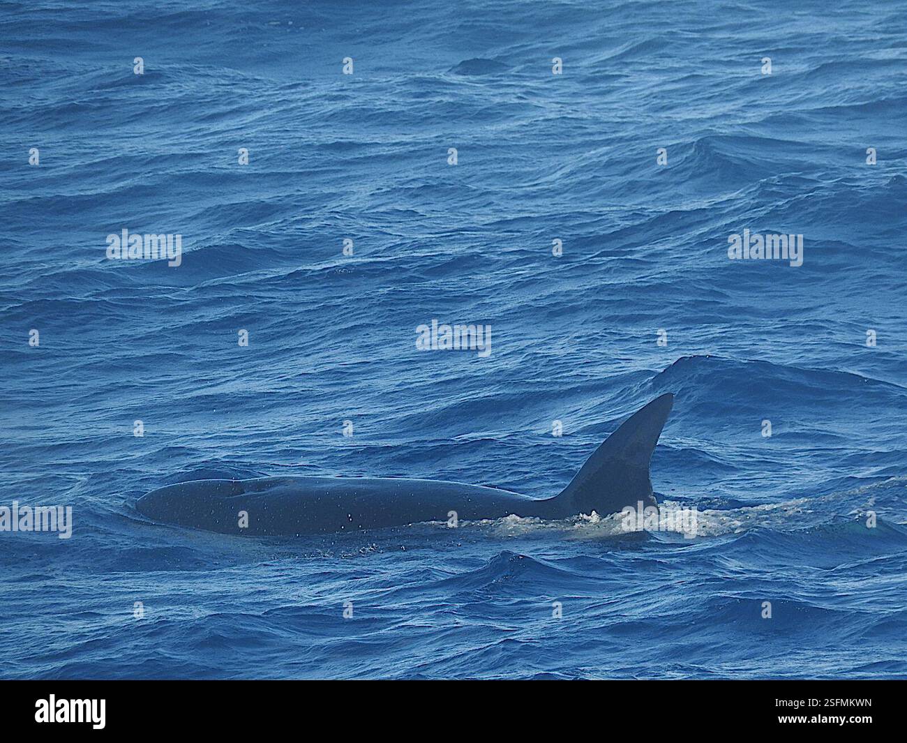 Orca (Orcinus orca), Mammalia, Bremer Bay WA 6338, Australia Stock ...