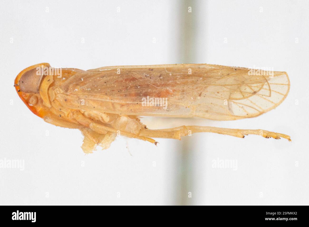 (Haplaxius caldwelli), Insecta, Mexico, This is a paratype of Myndys ...