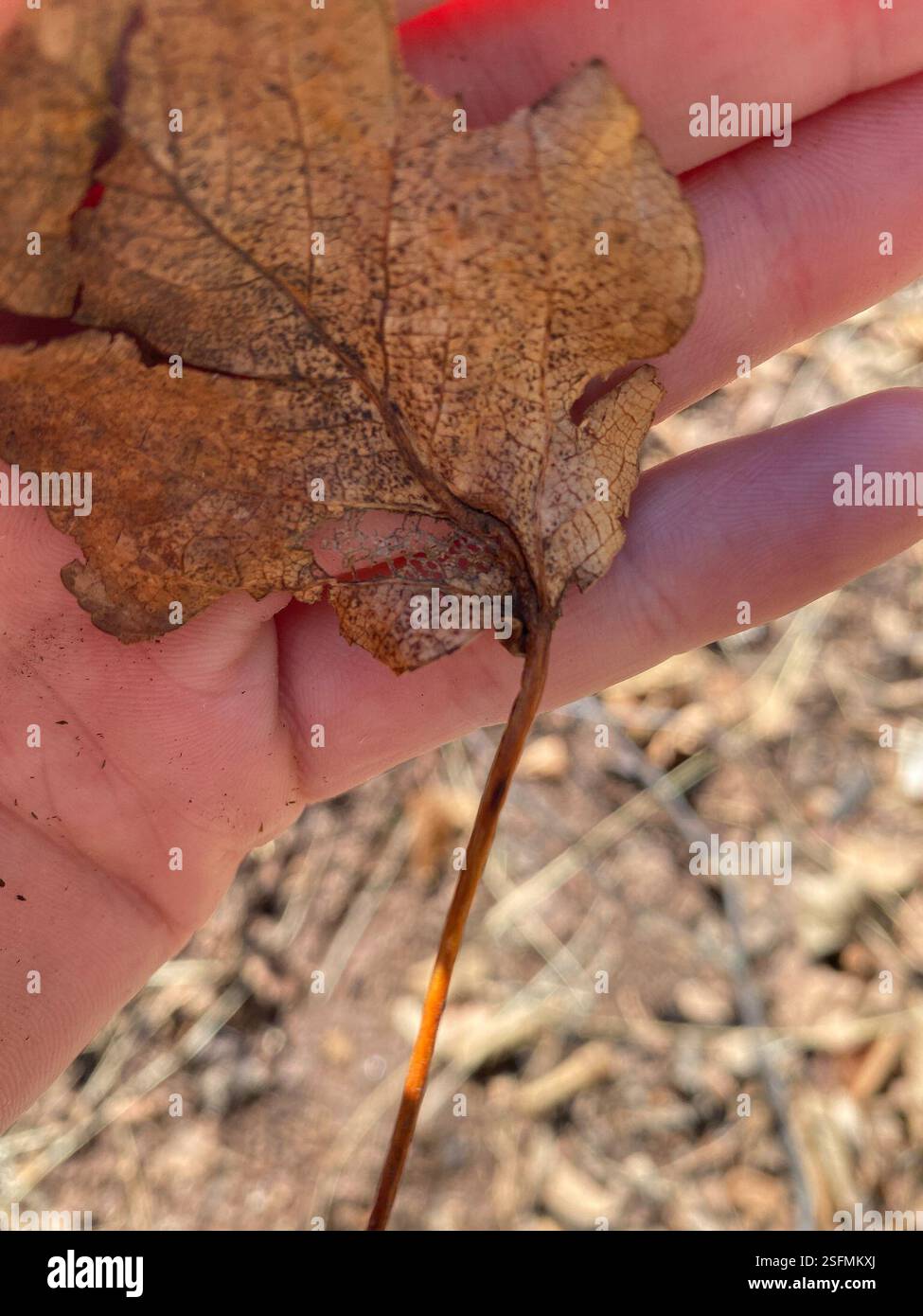 Poplar Leaf-stem Gall Aphids (Pemphigus), Insecta, Gooseberry Falls ...