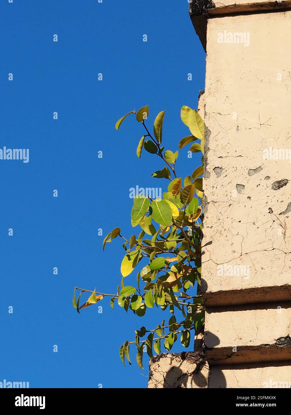 Dye fig (Ficus tinctoria), Plantae, 台灣高雄市鼓山區高雄 Stock Photo - Alamy