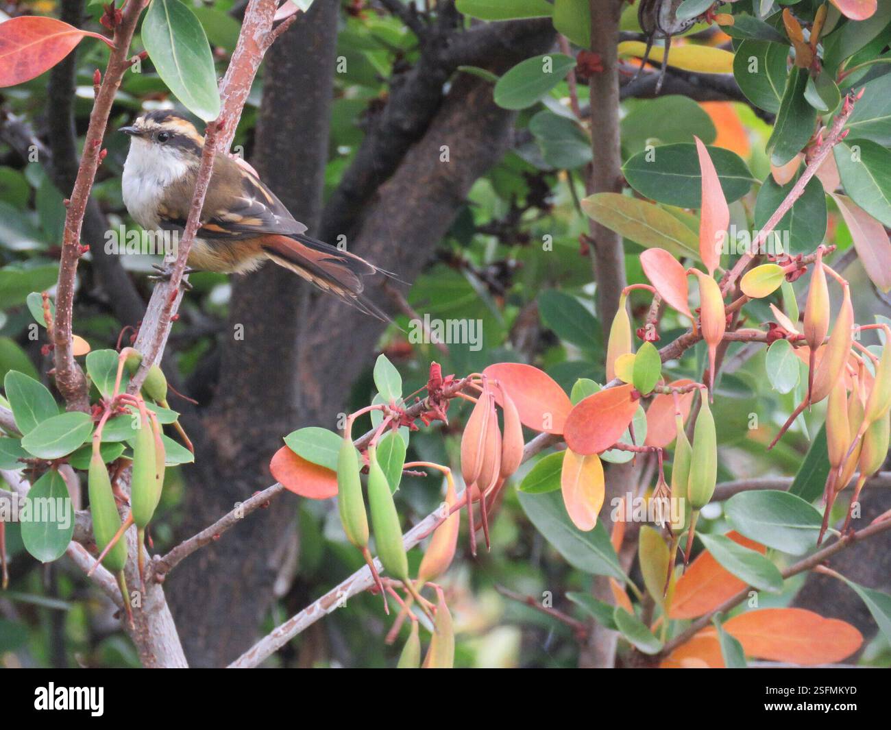 Thorn-tailed Rayadito (Aphrastura spinicauda), Aves, Ushuaia, Tierra ...
