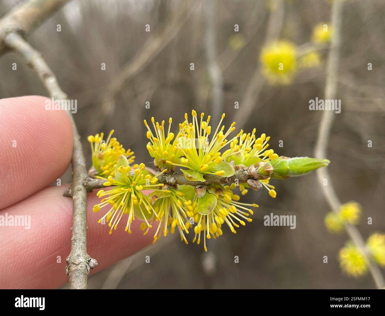 eastern swamp privet (Forestiera acuminata), Plantae, Pintail Ln ...