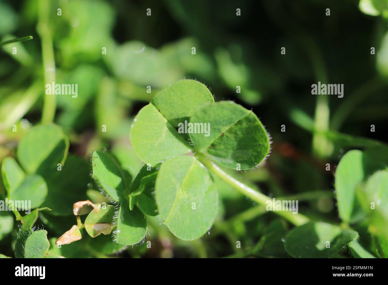 Subterranean Clover (Trifolium subterraneum), Plantae, Lane, Oregon ...