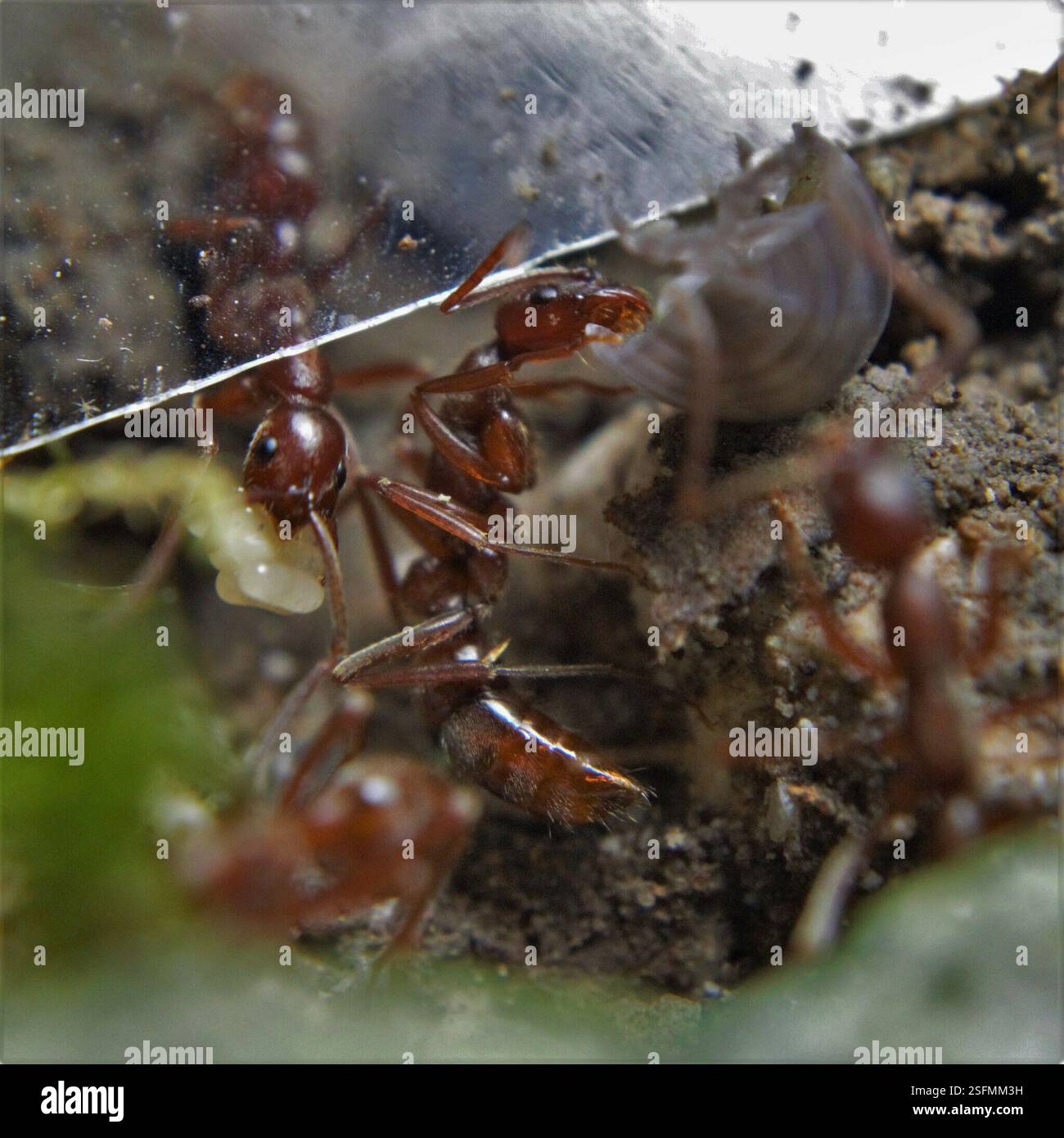 Elongate Razorjaw Ant (Leptogenys elongata), Insecta, San Pedro Garza ...