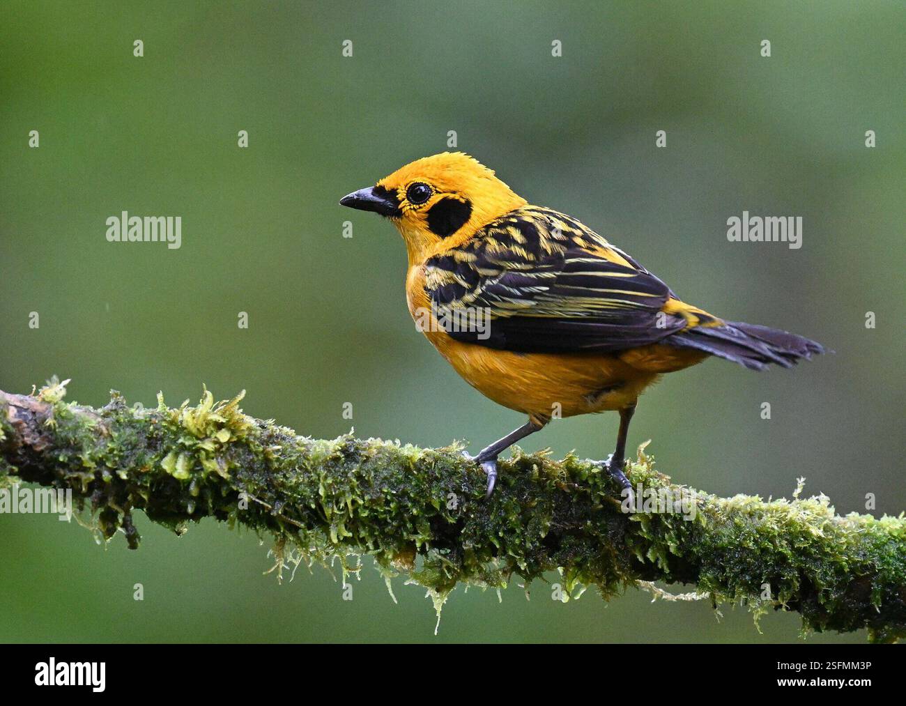 Golden Tanager (Tangara arthus), Aves, Amagusa Preserva, Pacto Aria ...