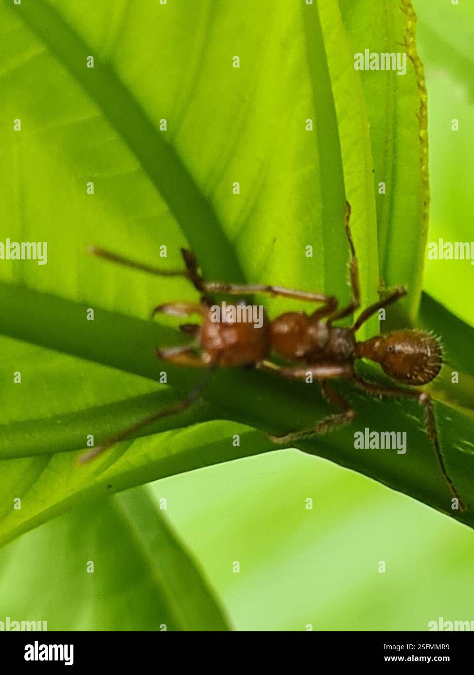 (Ectatomma tuberculatum), Insecta, Kwakoegron, Suriname Stock Photo - Alamy