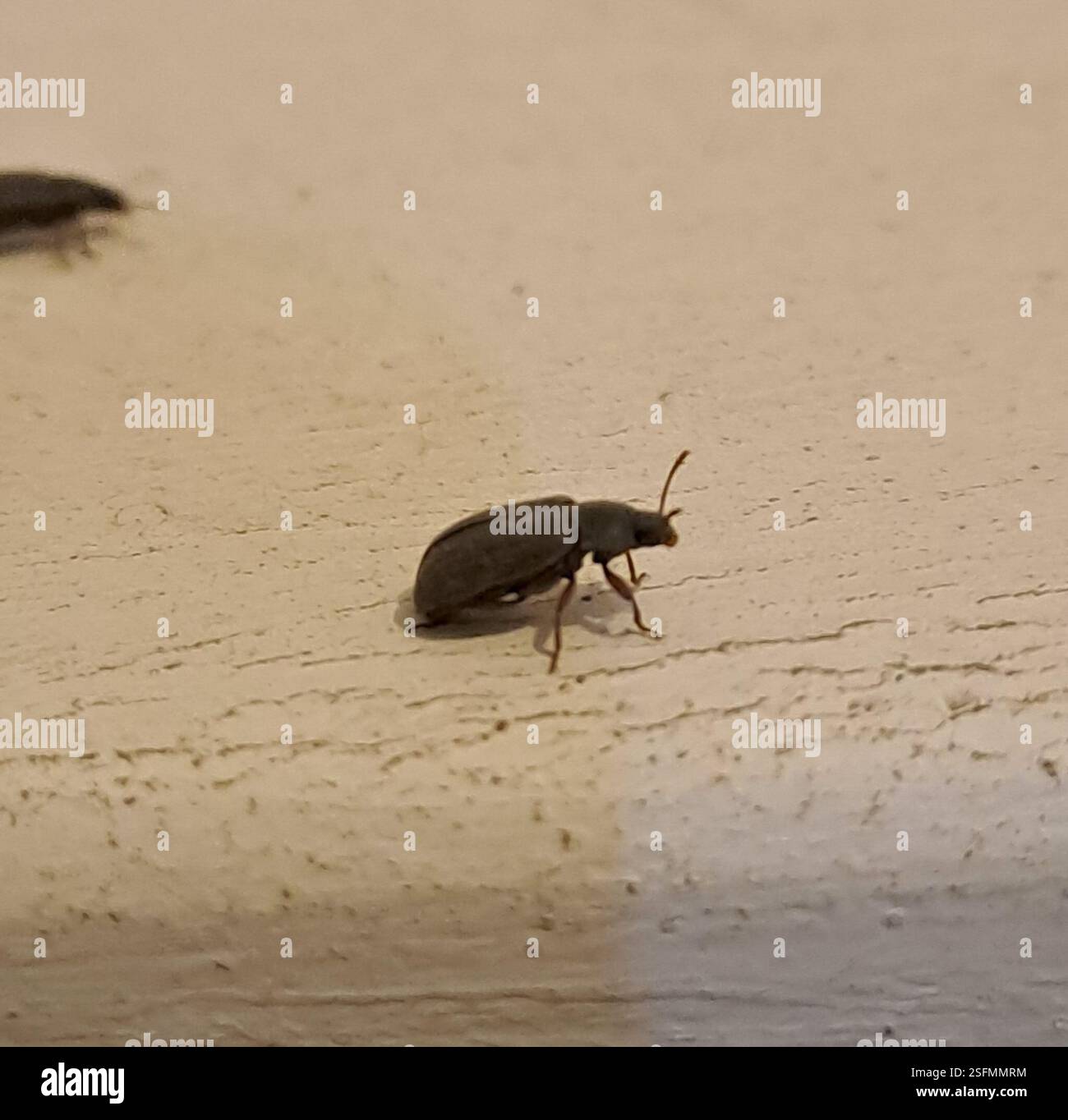 Beetles (Coleoptera), Insecta, Lunahuaná, Perú Stock Photo - Alamy