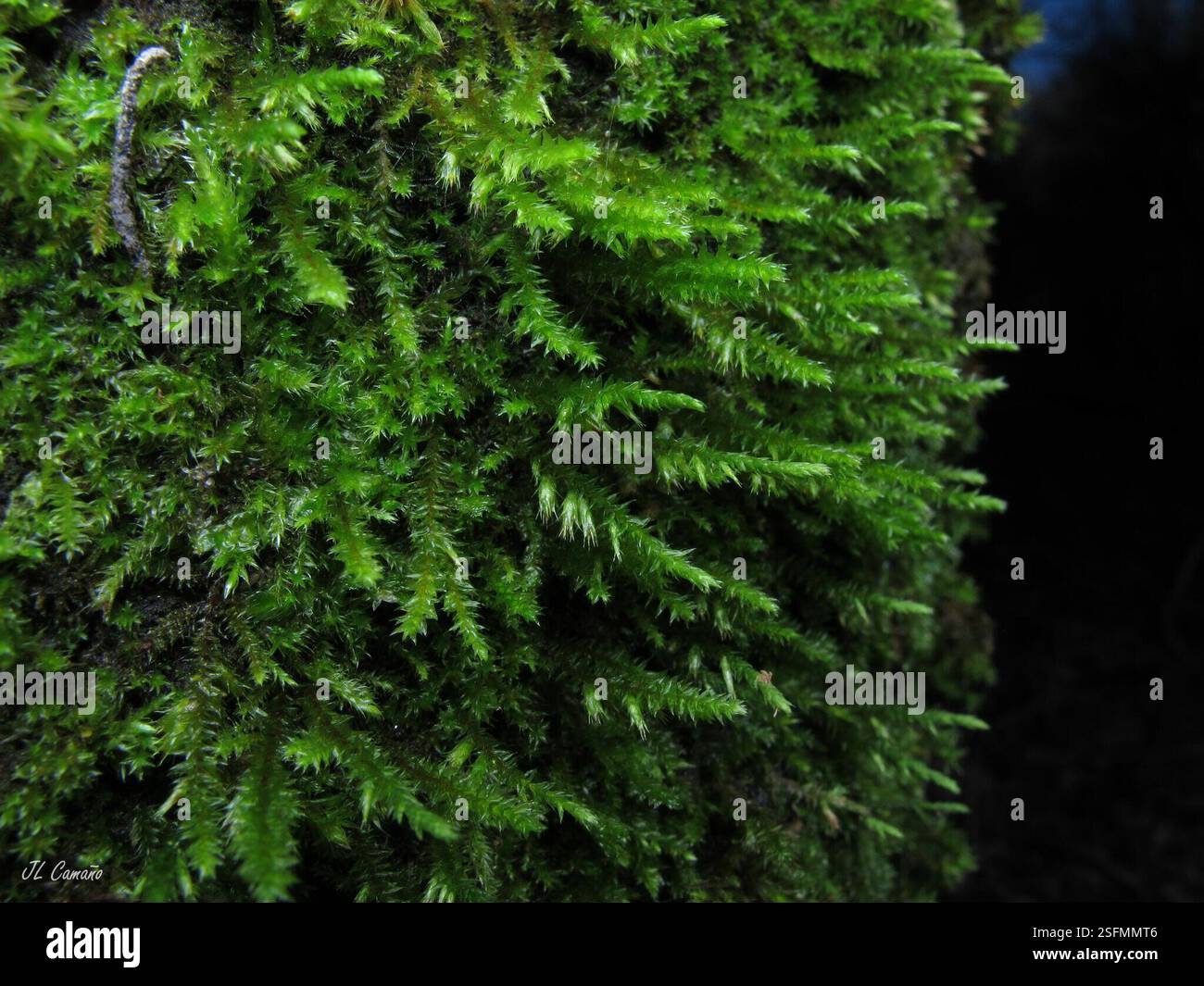 Lateral Cryphaea (Cryphaea heteromalla), Plantae, Universidad de Vigo ...