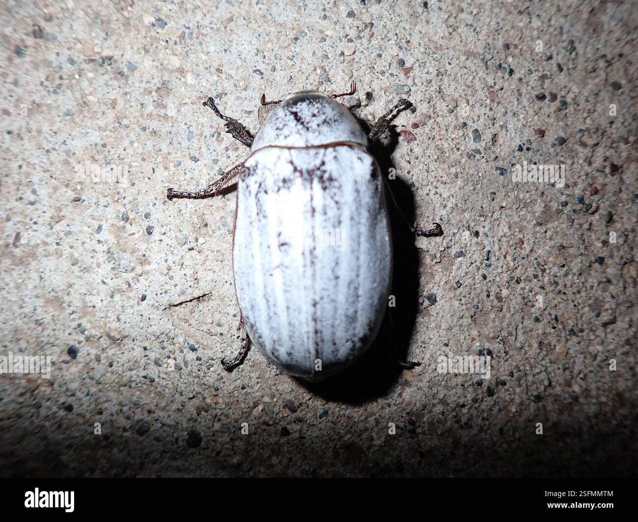Scarabs (Scarabaeidae), Insecta, Lahad Datu, Sabah, Malaysia Stock ...