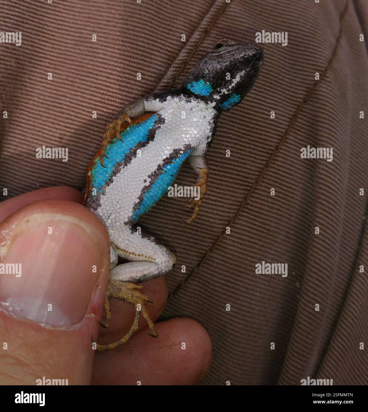 Florida Scrub Lizard (Sceloporus woodi), Reptilia, Florida, US Stock ...