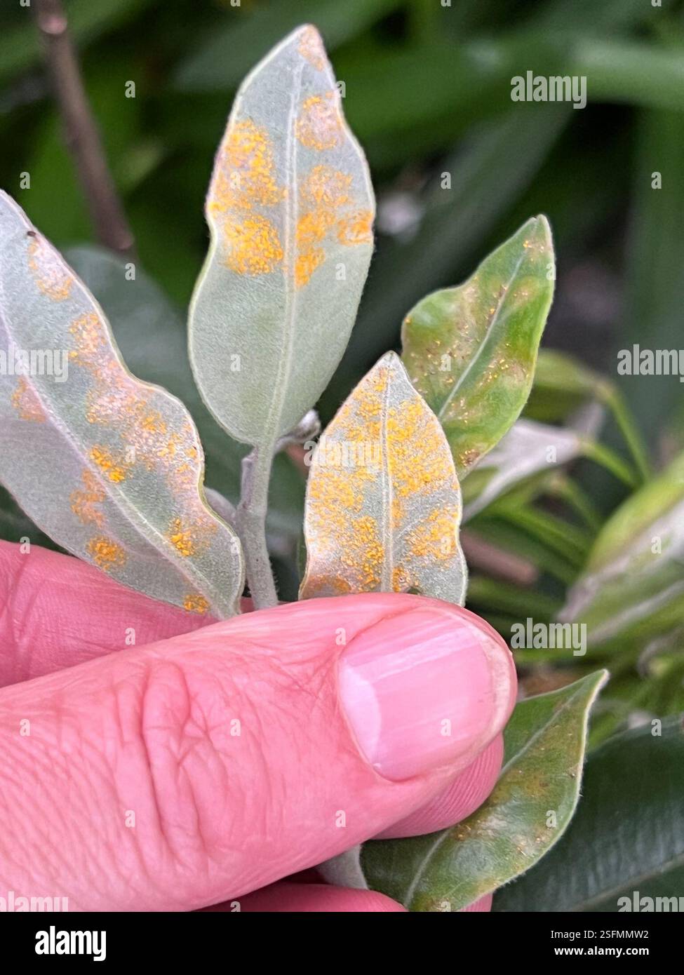 Myrtle Rust (Austropuccinia psidii), Fungi, North Island, Auckland ...