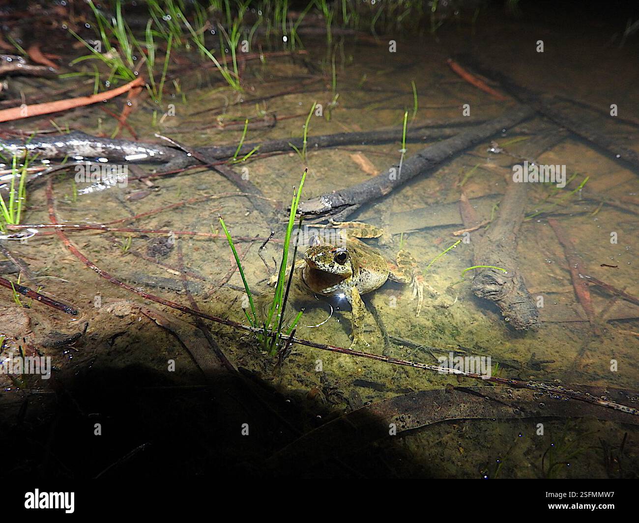 Common Eastern Froglet (Crinia signifera), Amphibia, Hobart TAS ...