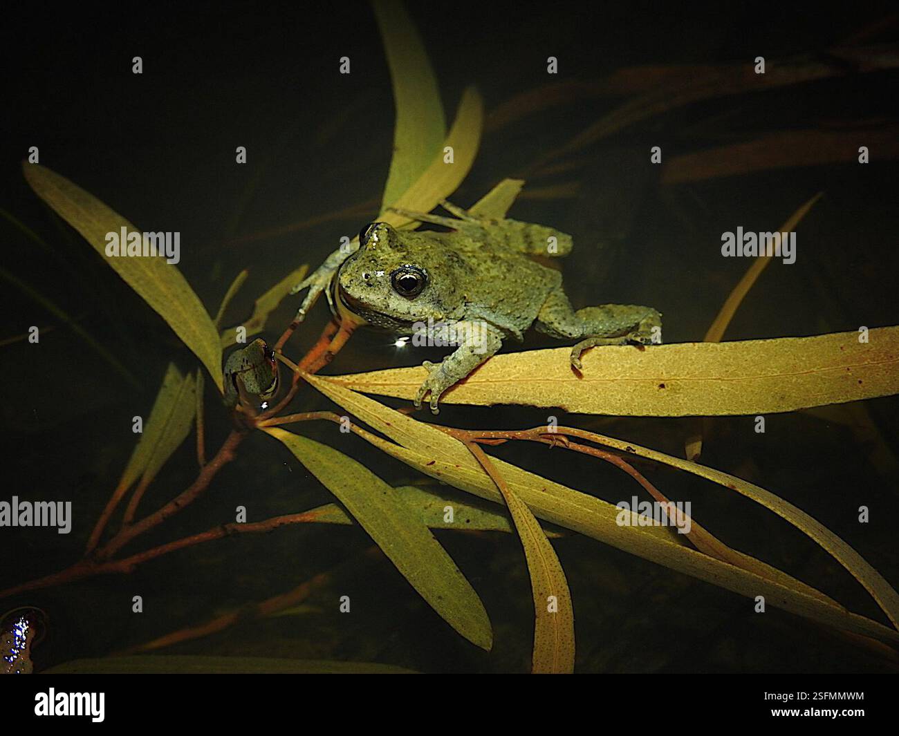 Common Eastern Froglet (Crinia signifera), Amphibia, Hobart TAS ...