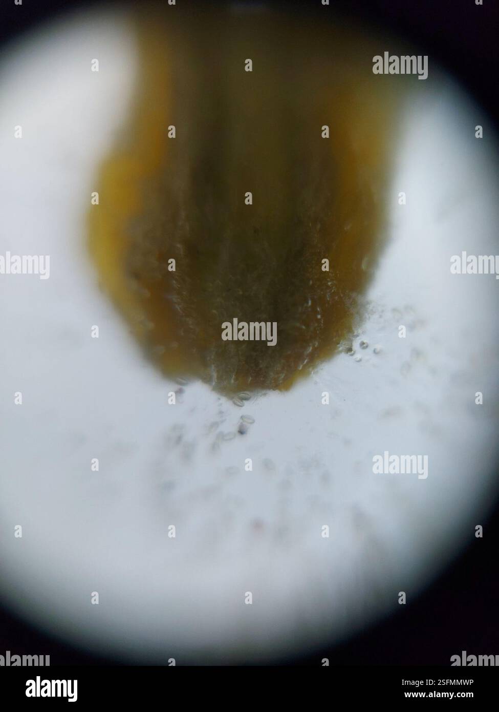 creeping false-holly (Jaltomata procumbens), Plantae, La Pitaya, 91612 ...