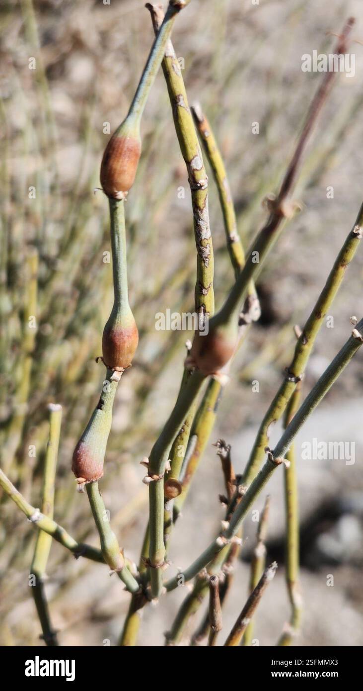 California Jointfir (Ephedra californica), Plantae, Riverside County ...