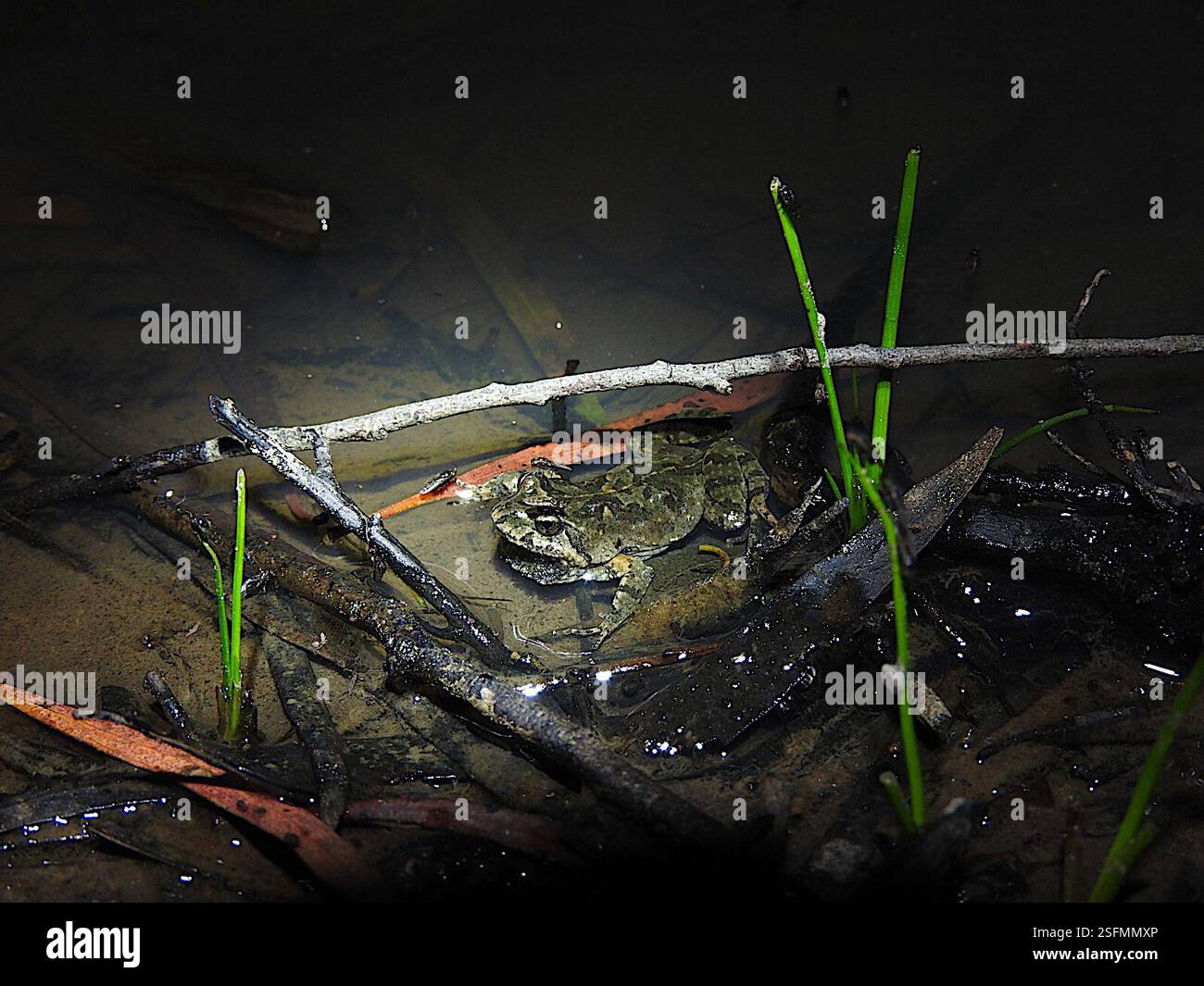 Common Eastern Froglet (Crinia signifera), Amphibia, Hobart TAS ...
