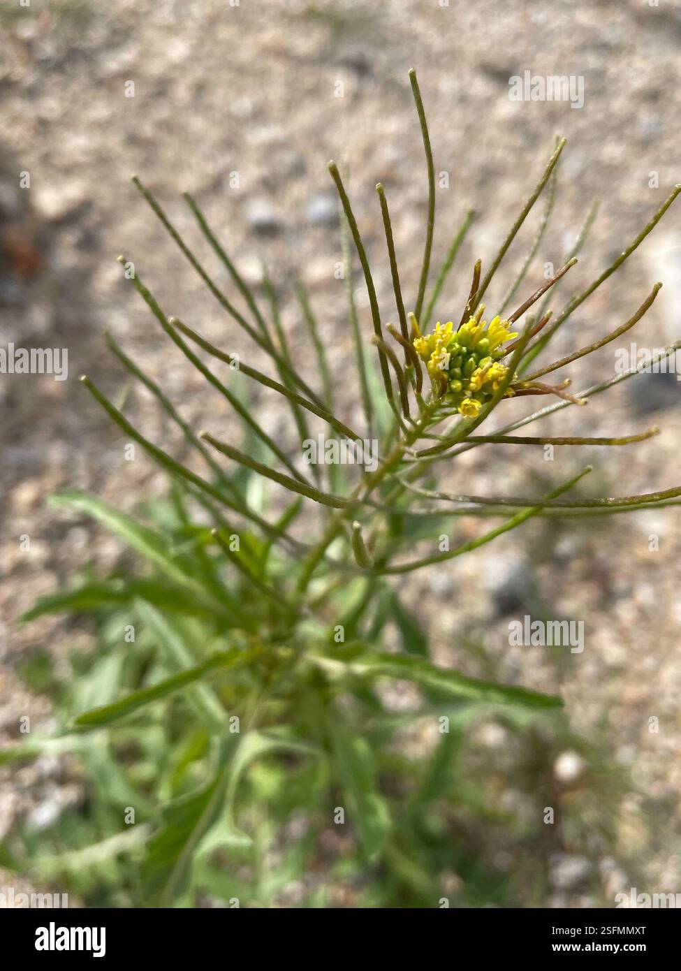 London rocket (Sisymbrium irio), Plantae, Dillon Rd, Whitewater, CA, US ...