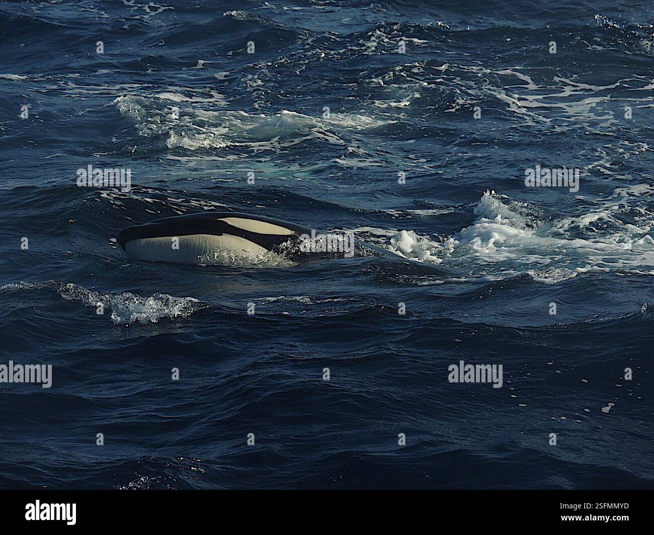 Orca (Orcinus orca), Mammalia, Bremer Bay WA 6338, Australia Stock ...