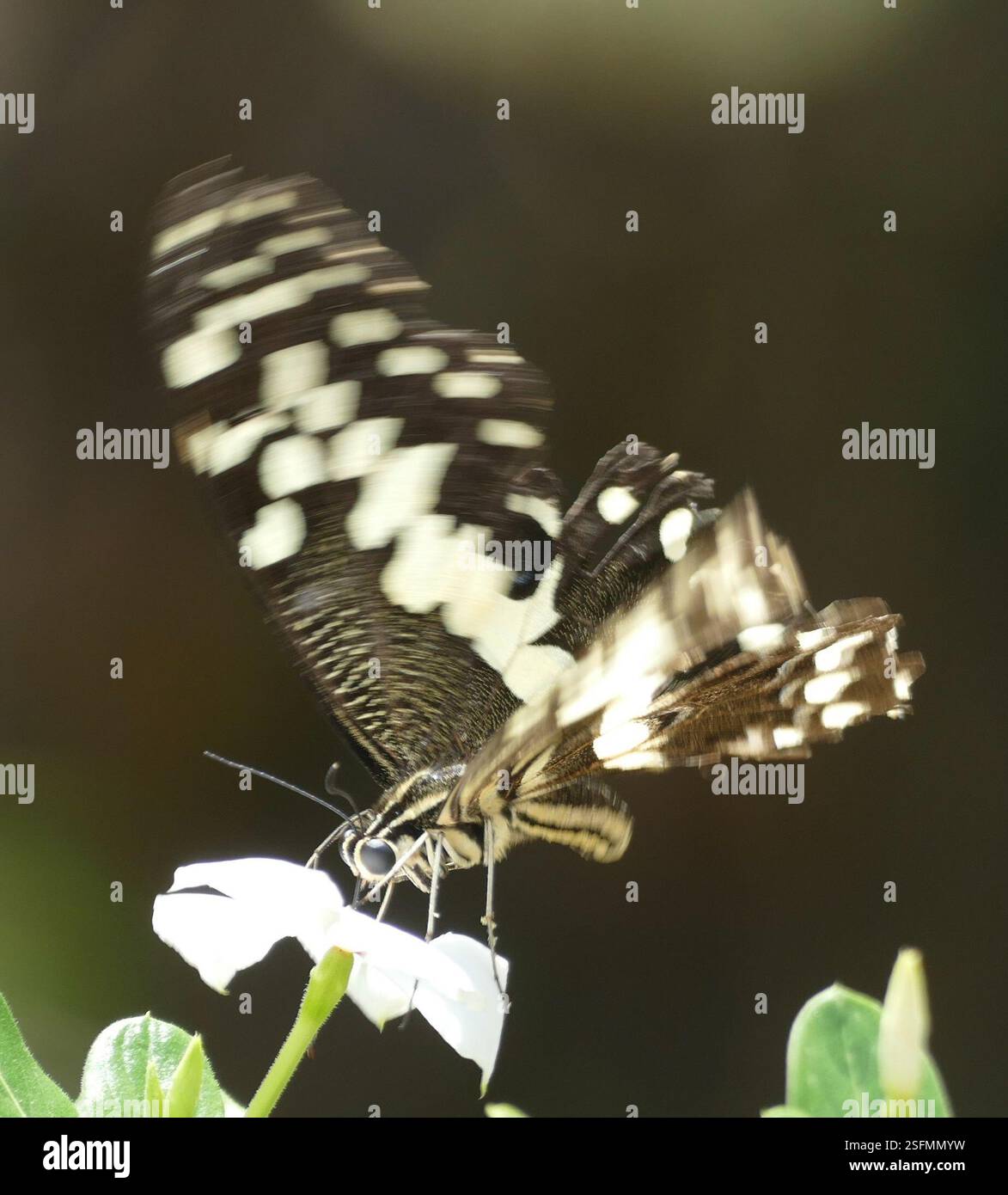 Citrus Swallowtail (Papilio demodocus), Insecta, Santo Antão, Cape ...