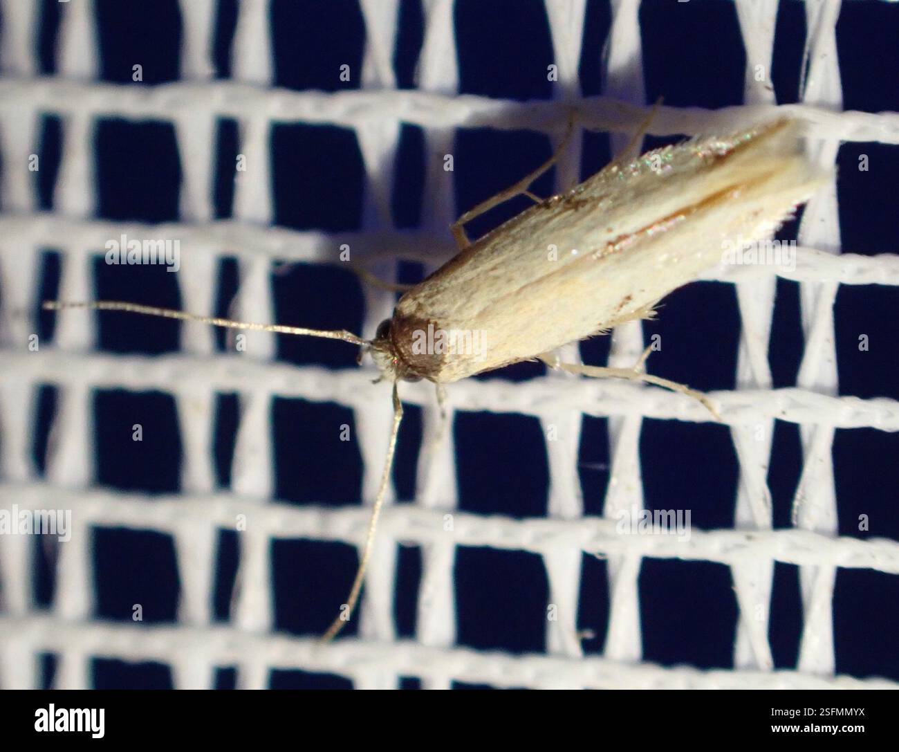 (Blastobasis), Insecta, Santo Antão, Cape Verde, CV Stock Photo - Alamy