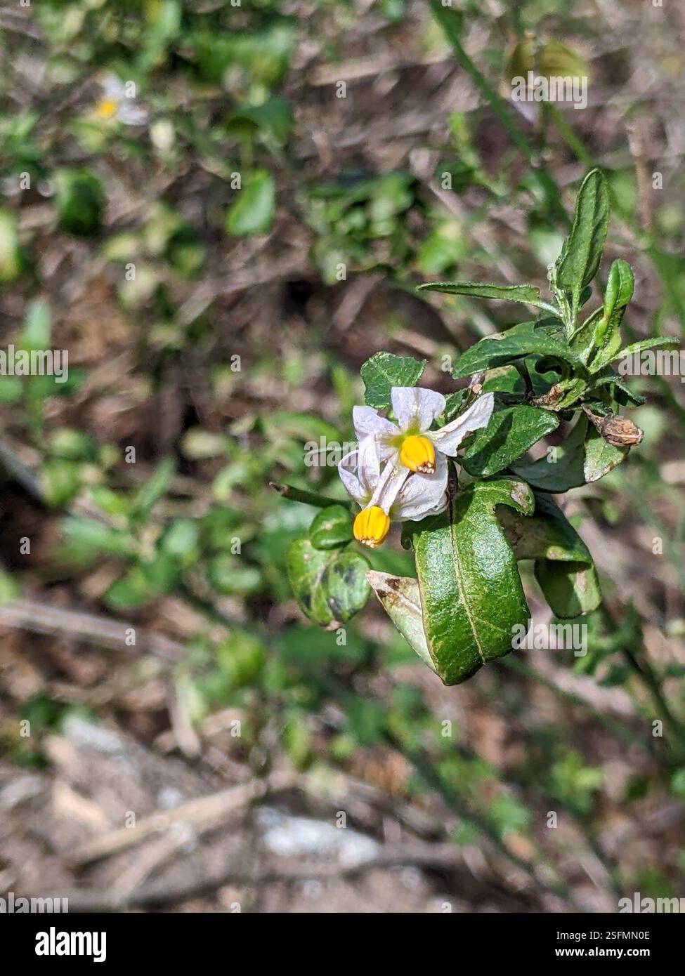 Texas nightshade (Solanum triquetrum), Plantae, Garfield, TX, USA Stock ...