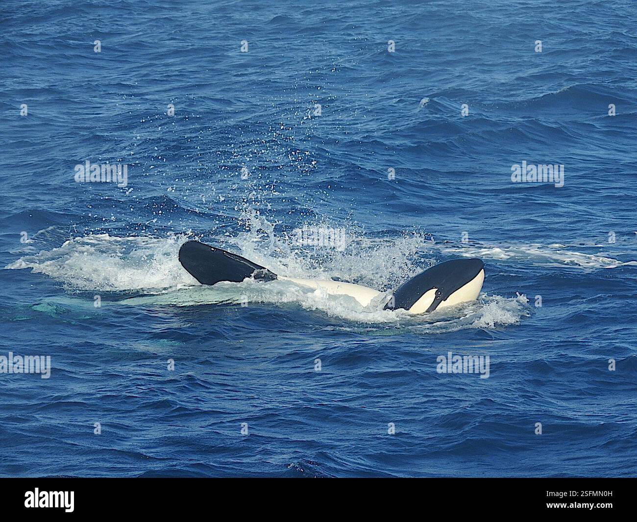 Orca (Orcinus orca), Mammalia, Bremer Bay WA 6338, Australia Stock ...