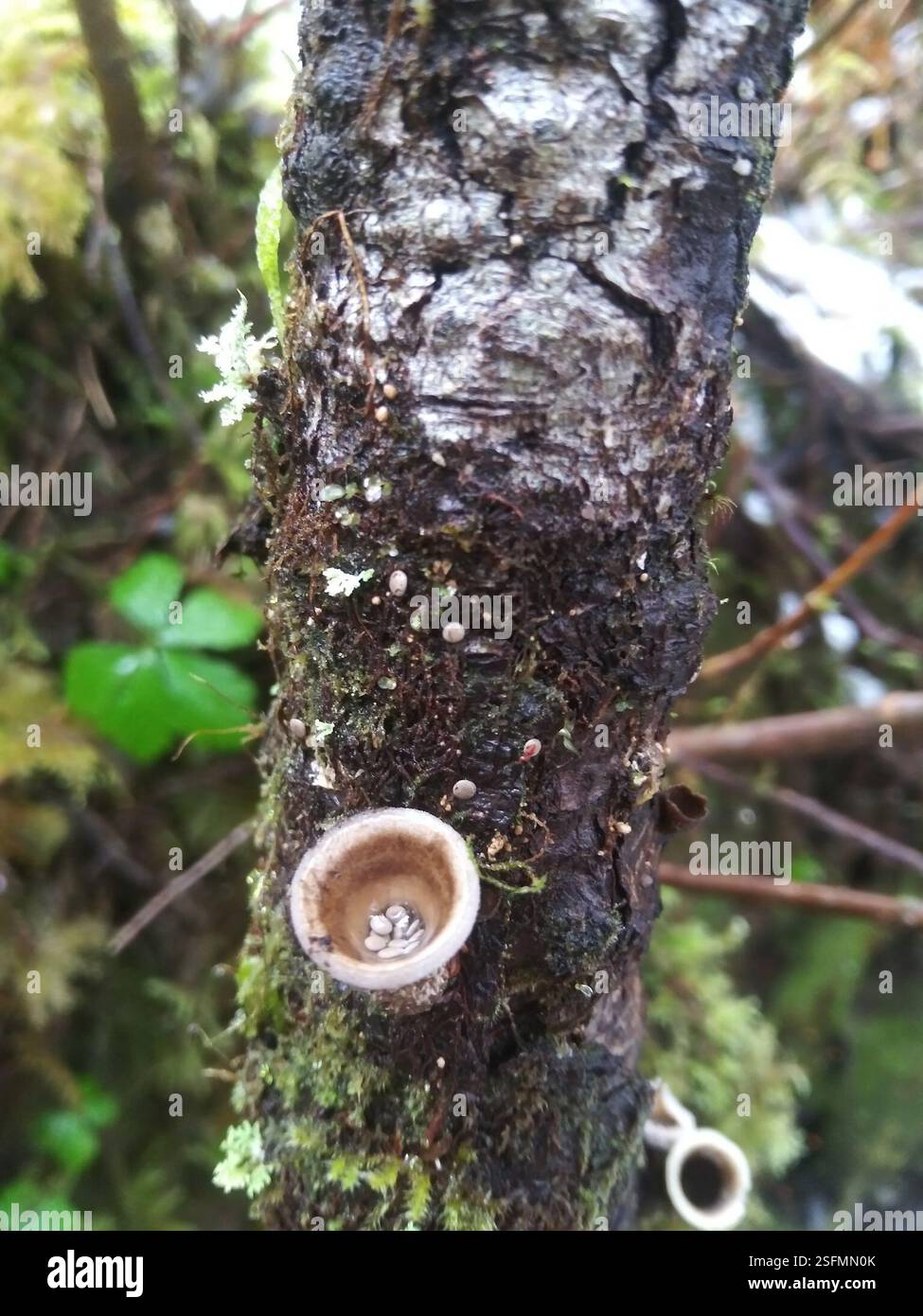 jellied bird's nest fungus (Nidula candida), Fungi, Petersburg, AK ...