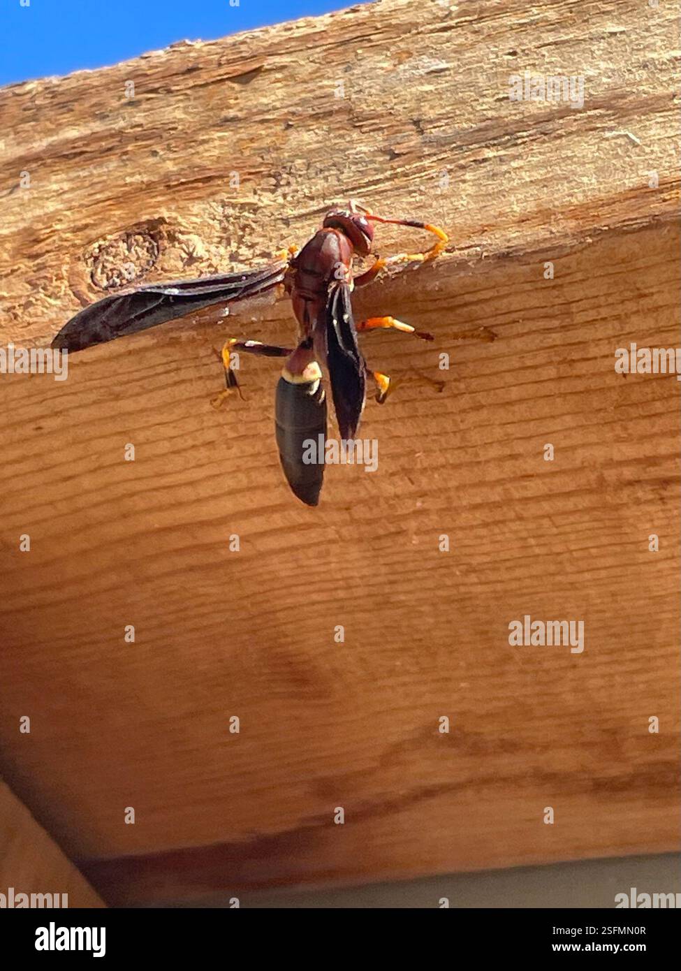 Ringed Paper Wasp (Polistes annularis), Insecta, Ferriday, LA, US Stock ...