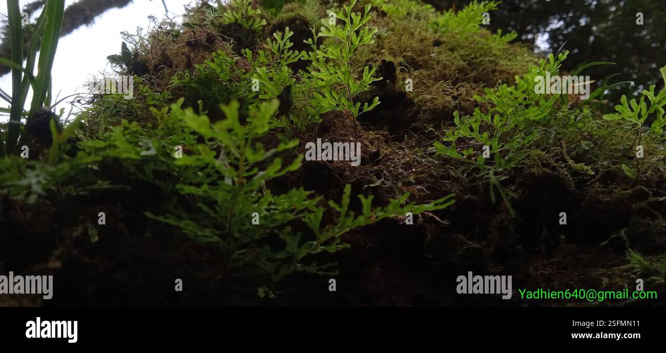 Wavy Filmy Fern (Hymenophyllum flexuosum), Plantae, Blang Dalam, Pakis ...