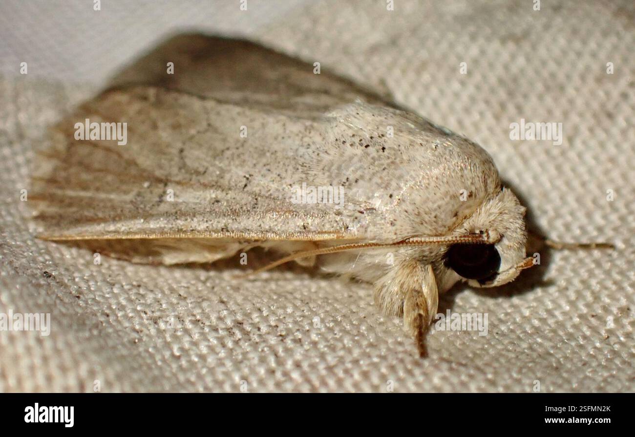 Owlet Moths and Allies (Noctuoidea), Insecta, Santo Antão, Cape Verde ...