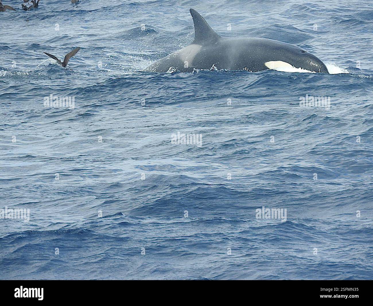 Orca (Orcinus orca), Mammalia, Bremer Bay WA 6338, Australia Stock ...