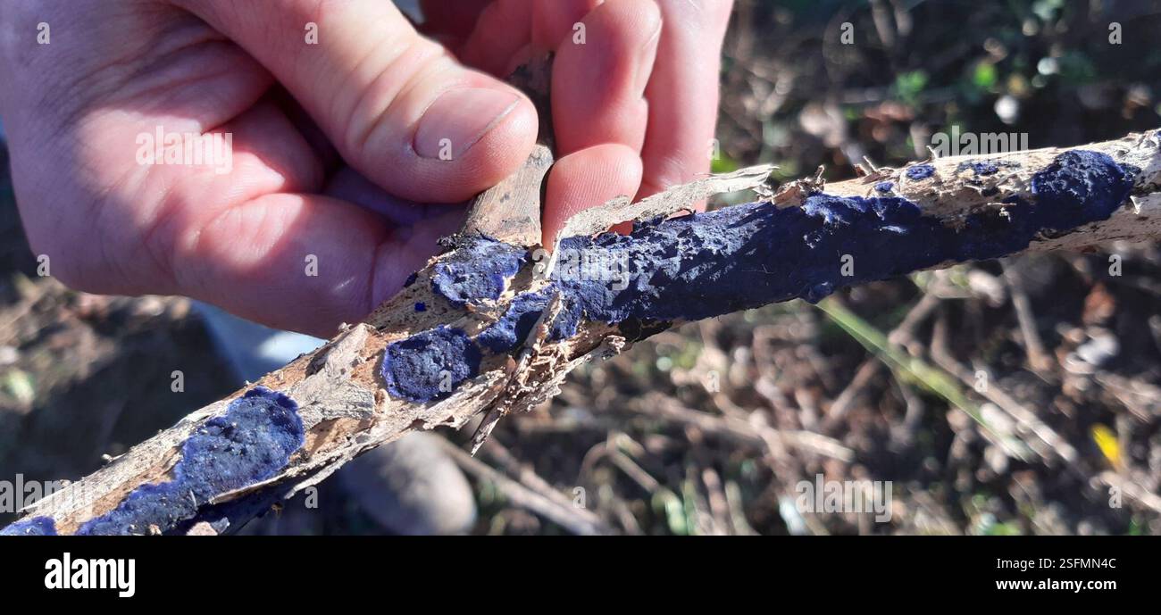 Cobalt Crust (Terana coerulea), Fungi, Coventry CV5, UK, Found on twigs ...