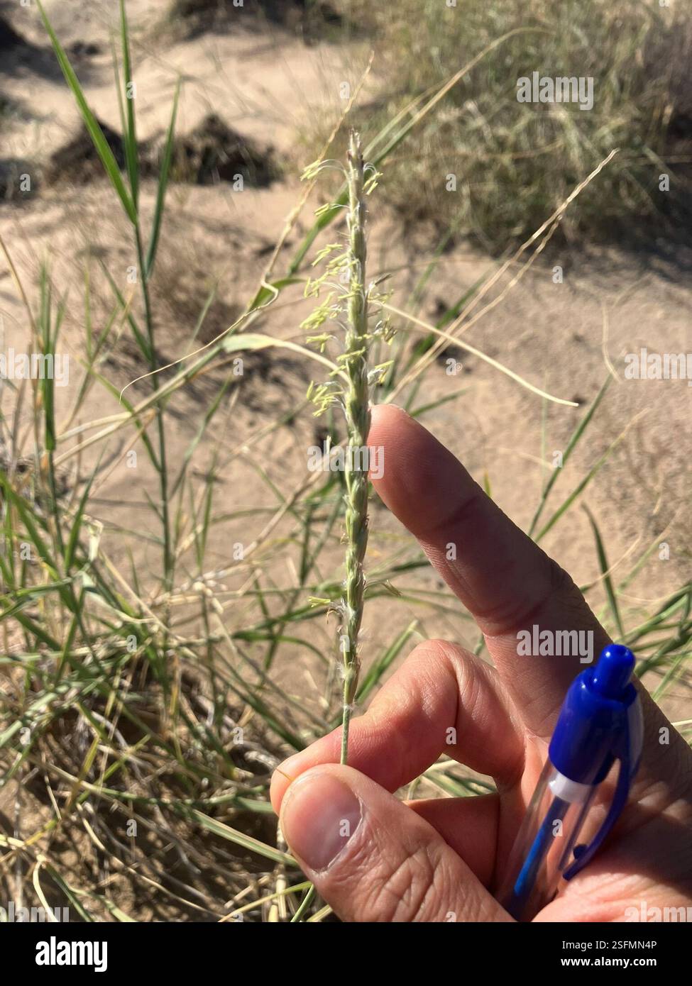 Big Galleta (Hilaria rigida), Plantae, Mojave National Preserve, San ...