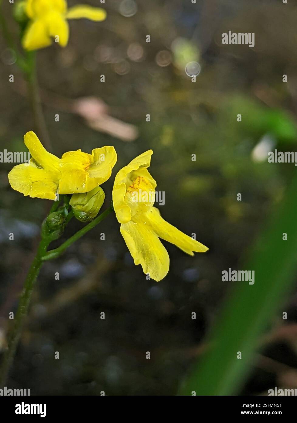 swollen bladderwort (Utricularia inflata), Plantae, Volusia County, US ...