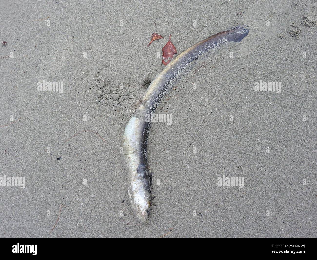 Australian Long-finned Eel (Anguilla reinhardtii), Actinopterygii, Port ...