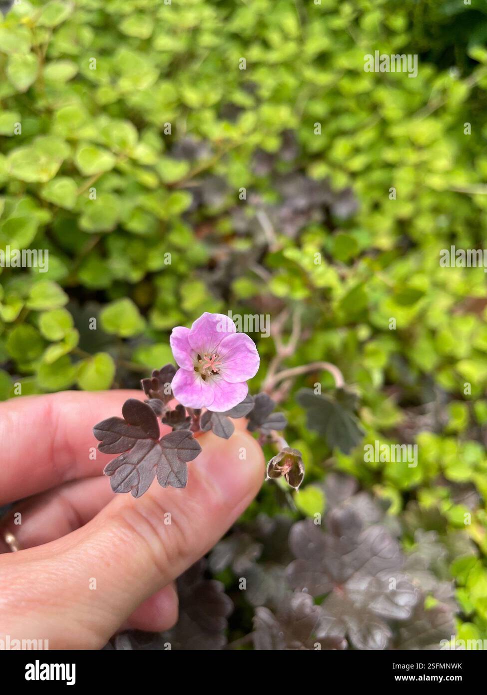 geraniums and cranesbills (Geranium), Plantae, Cornwall Park, Auckland ...