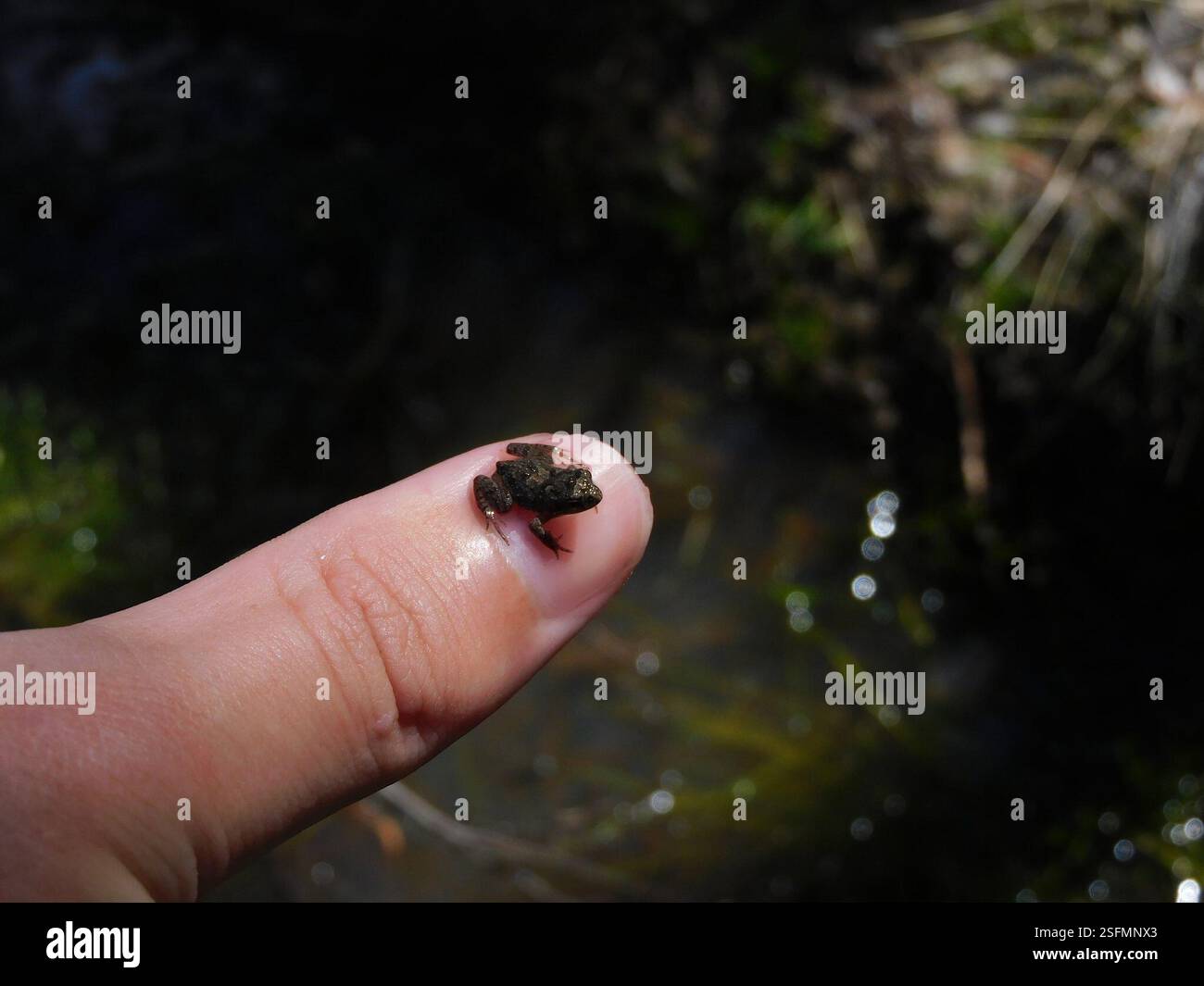 Common Eastern Froglet (Crinia signifera), Amphibia, Hobart TAS ...