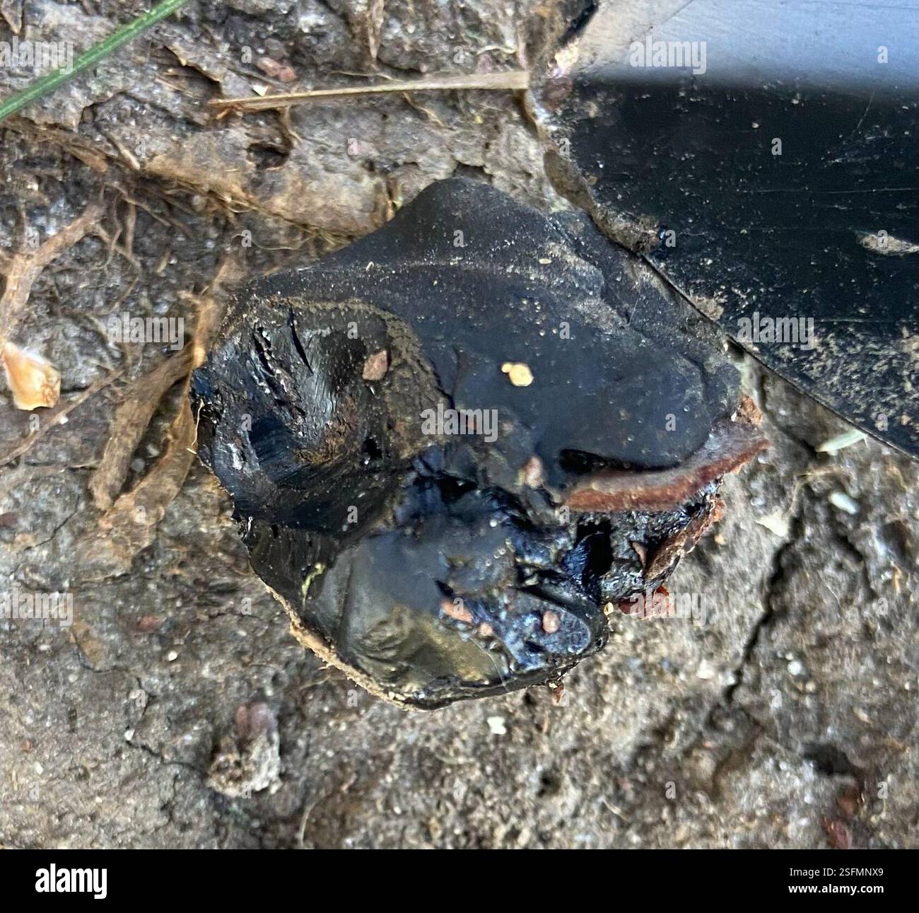 Fungi Including Lichens (Fungi), Fungi, Exposition Blvd, Los Angeles ...