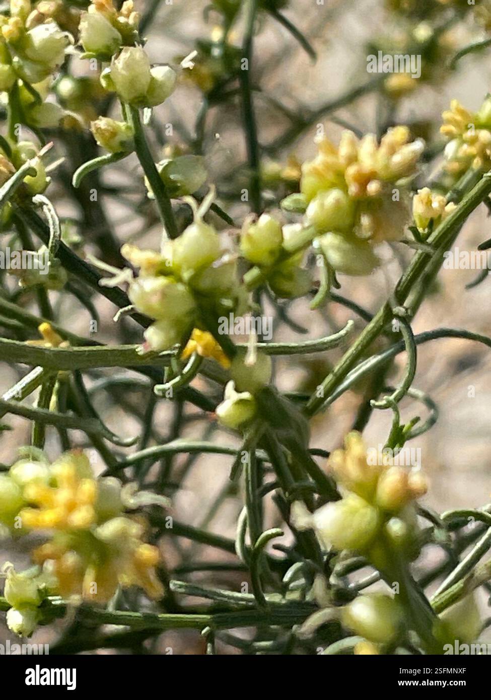 Cheesebush (Ambrosia salsola), Plantae, Desert Hot Springs, CA, US ...