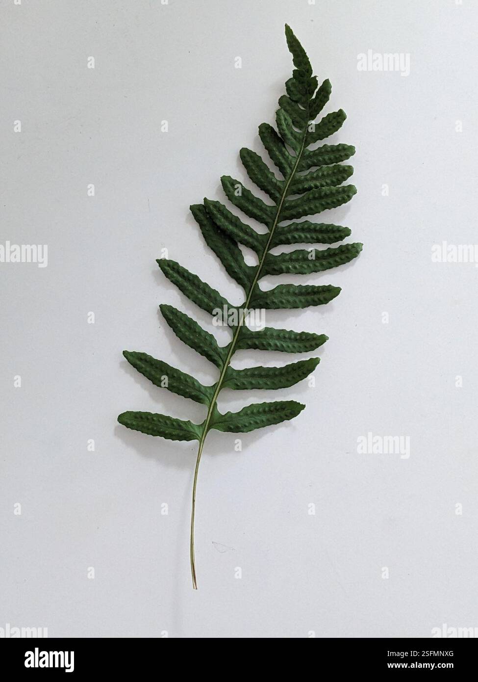 Nested Polypody (Polypodium calirhiza), Plantae, Bernal Heights, San ...