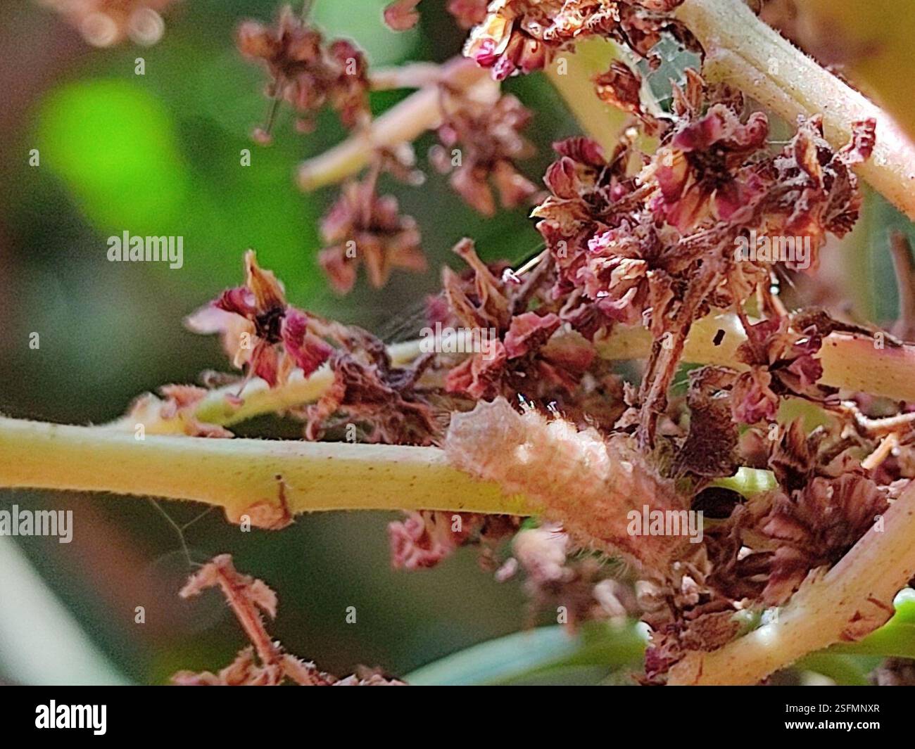 Slate Flash (Rapala manea), Insecta, 8RC5+RPH, Kumplampoika, Kerala ...