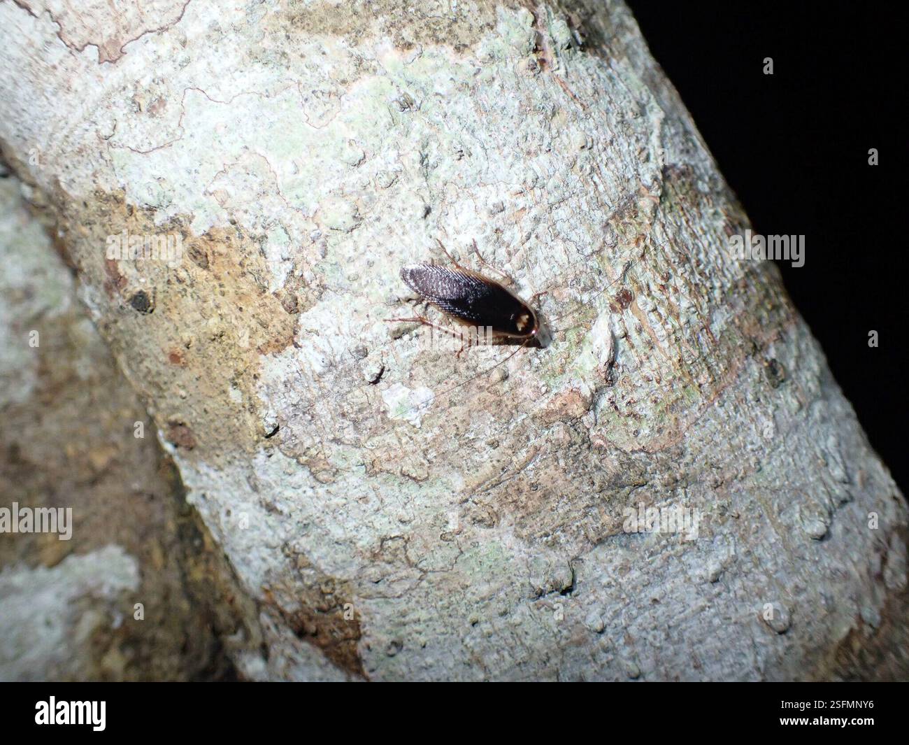 (Blattellidae), Insecta, Lahad Datu, Sabah, Malaysia Stock Photo - Alamy