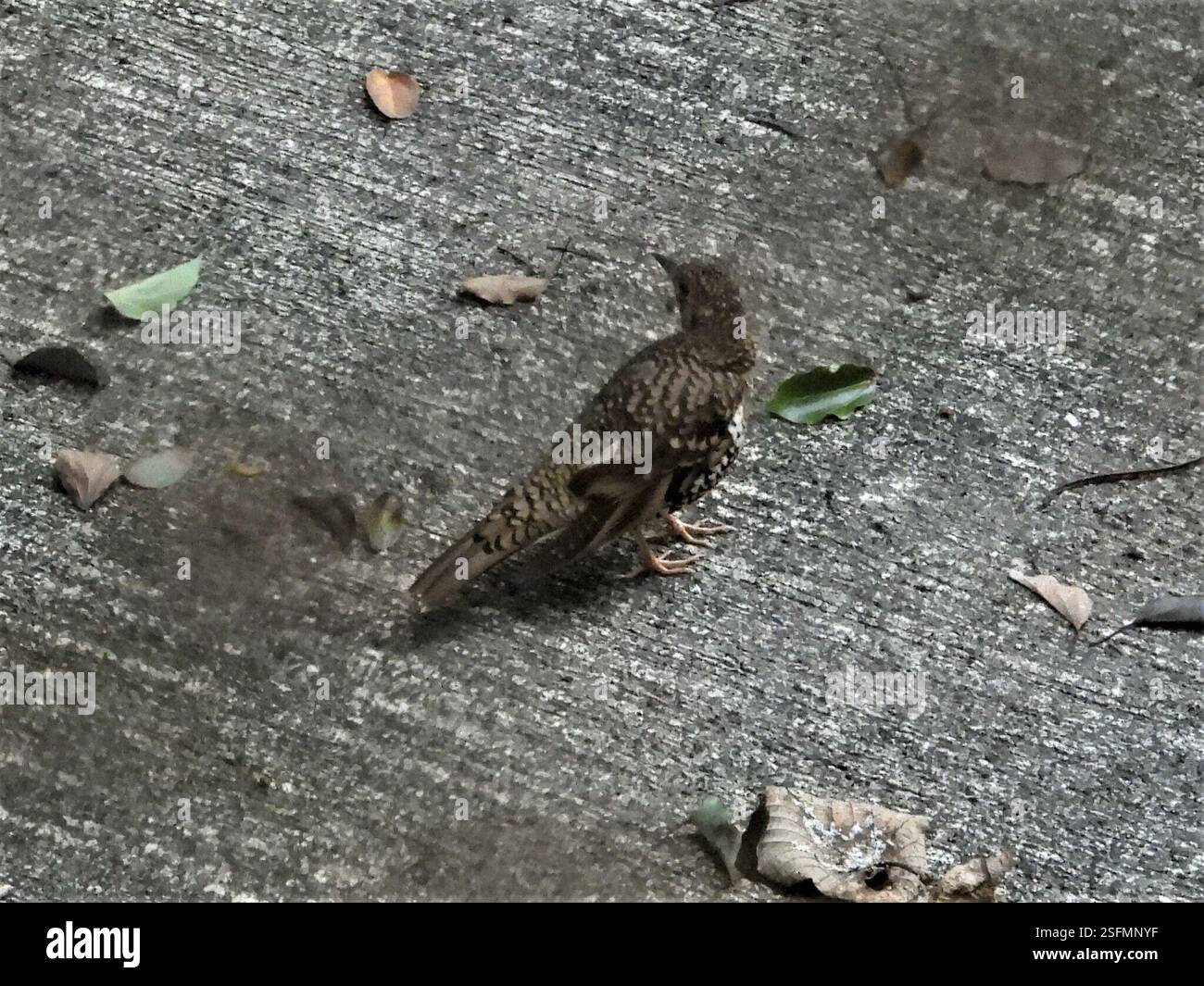 White's Thrush (Zoothera aurea), Aves, Mid-Levels, Hong Kong Stock Photo - Alamy