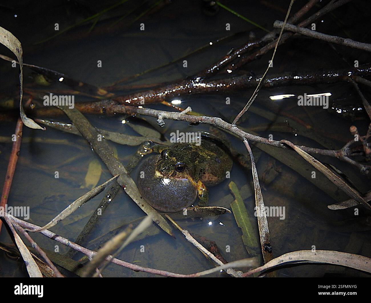 Common Eastern Froglet (Crinia signifera), Amphibia, Hobart TAS ...